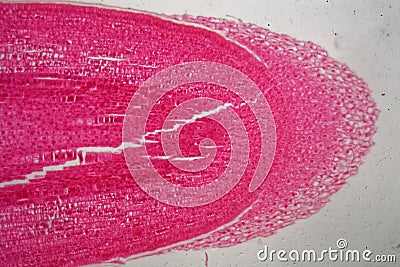 Longitudinal Section Through Cells Of A Root From A Maize Plant Under ...