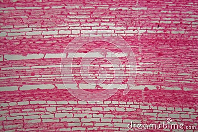 Longitudinal Section Through Cells Of A Root From A Maize Plant Under ...