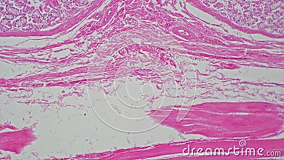 Longitudinal Section of Kidney Filmed Under Microscope with 200 Times ...