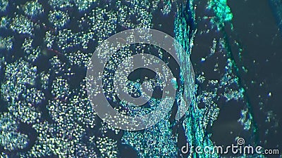 Longitudinal Section of Zea Mays Seed Under Microscope Magnified in ...