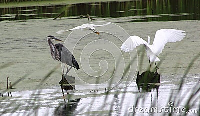 Birds Competing For Stump Space Stock Image | CartoonDealer.com #44129179