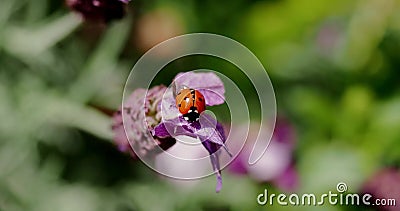Ladybug on Spanish Lavender Screeching Out Wings Stock Footage - Video ...