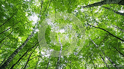 Looking Up into a Beautiful Leaf Canopy of Tree Tops. Tilt Up. Stock ...
