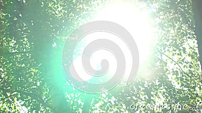 Looking Up in Forest, POV through Tops of Trees, Sun Shines through ...