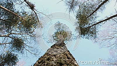 Looking up trees stock video. Video of light, trees, natural - 79524185