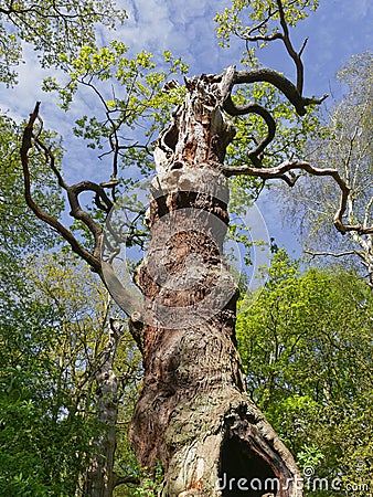 Looking Up The Trunk Of A Gnarled, Twisted, Oak Tree Stock Image ...
