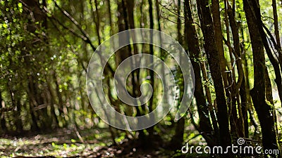 Loopable Timelapse of a Forest with the Shadows Moving Stock Video ...