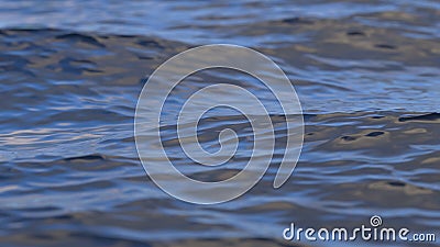 Looped Calm Water Wavy Surface. Animation of Wave Motion on Sea Surface ...