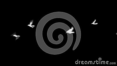 Birds Flying Loop with Alpha Matte Stock Video - Video of design ...