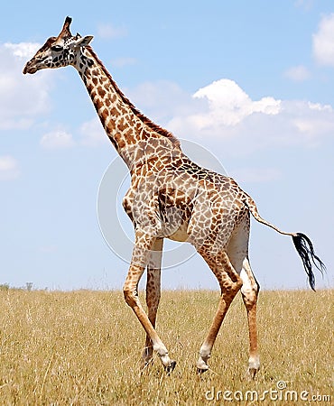 Lopende Giraf Royalty-vrije Stock Fotografie - Afbeelding: 1977147