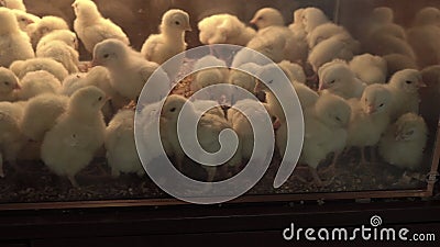 A Lot of Chickens in the Incubator Stock Footage - Video of fluffy ...