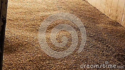Lots of Wheat Grains Falling Down. Stock Video - Video of grain, core ...