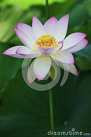 Lotus Bloom Stock Images - Image: 166544