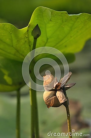 Lotus Dying,The Life Cycle Of A Lotus Royalty-Free Stock Photography ...