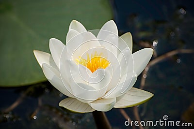 Lotus Flower Royalty Free Stock Photos - Image: 12385368