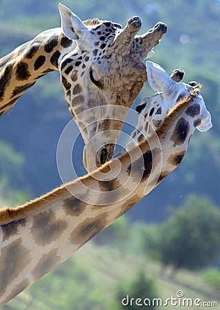 In Love! Giraffe Kissing Stock Photos - Image: 10918833
