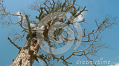 Low Angle View of Old Leaveless Tree. Bue Sky with Rare White Clouds ...