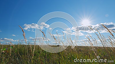 Reeds Sway on Wind and Sun Rays. Coastal Vegetation in Rays of Setting ...
