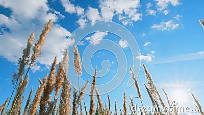Reeds Sway on Wind with Sun Rays. Young Reed Stalks Sway in Wind at ...