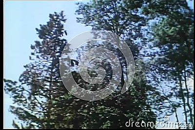 Low Angle View Tree Falling Stock Footage - Video of people, time: 52827810