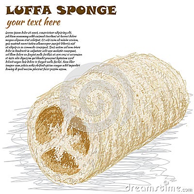 Loofah Luffa Acutangula , or Sponge Gourd, Medicinal Plant Stock Vector ...