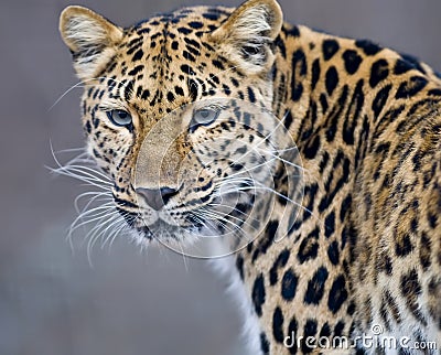 Luipaard Royalty-vrije Stock Foto's - Afbeelding: 3975908