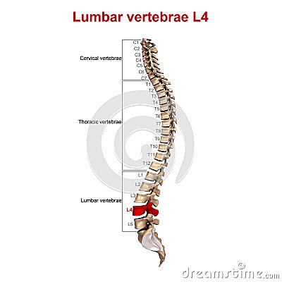 Lumbar Vertebrae L4 Stock Photo | CartoonDealer.com #81703992