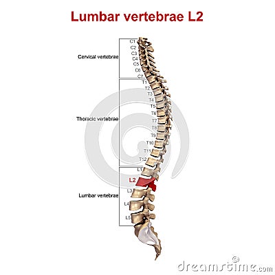 Lumbar Vertebrae L2 Royalty-Free Stock Image | CartoonDealer.com #81728548