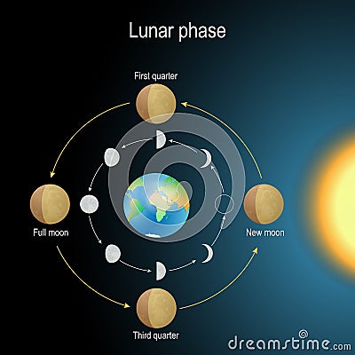 Lunar Phase. Phase Of The Moon Cartoon Vector | CartoonDealer.com ...