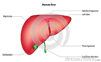 Labeled Liver Anatomy Vector Illustration | CartoonDealer.com #321277250