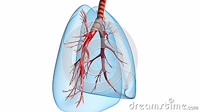 Lungen - Lungensystem Front View Stock Footage - Video von physiologie ...