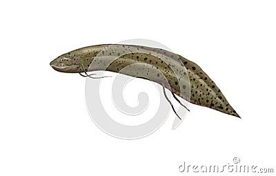 Lungfish Royalty-Free Cartoon | CartoonDealer.com #48929009