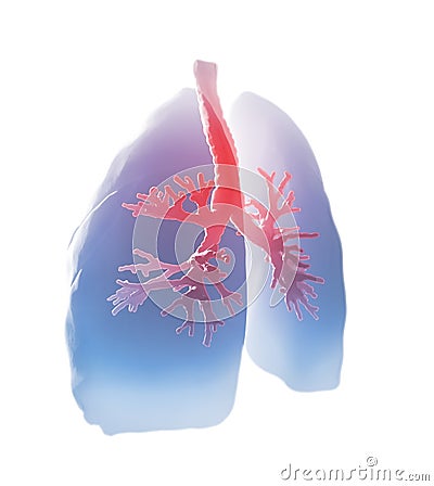 Lungs And Bronchi Royalty-Free Cartoon | CartoonDealer.com #34242560