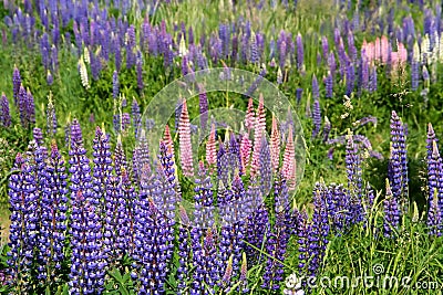 Lupin Field Stock Photography | CartoonDealer.com #10994648