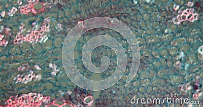 Lupine Root in Cross Section Stock Video - Video of cross, green: 205359387