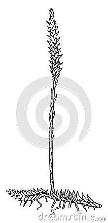 Lycopodium Carolinianum Vintage Illustration Cartoon Vector ...
