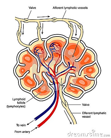 Lymph Node Cartoon Vector | CartoonDealer.com #13000341