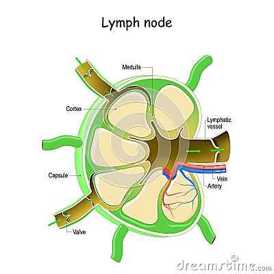 Lymph Node Anatomy Cartoon Vector | CartoonDealer.com #185705799