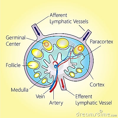 Lymph Node Structure Vector Illustration | CartoonDealer.com #106126086