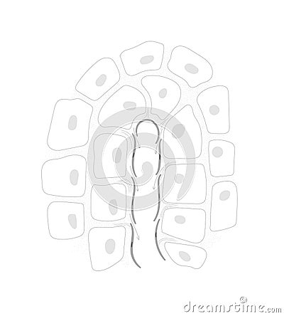 The Lymph System Line Drawing. Structure Of The Terminal End Of ...