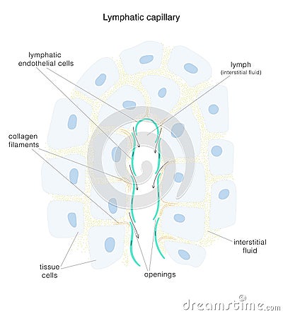 The Lymph System. Structure Of The Terminal End Of Lymphatic Capillary ...