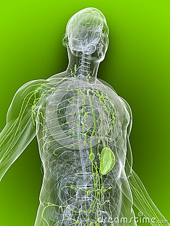Lymphatic System Royalty-Free Cartoon | CartoonDealer.com #13149932