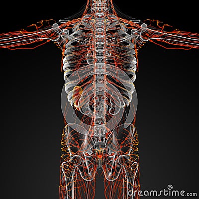 Lymphatic System Royalty-Free Illustration | CartoonDealer.com #42318552