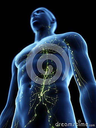 The Lymphatic System Royalty-Free Cartoon | CartoonDealer.com #137358998