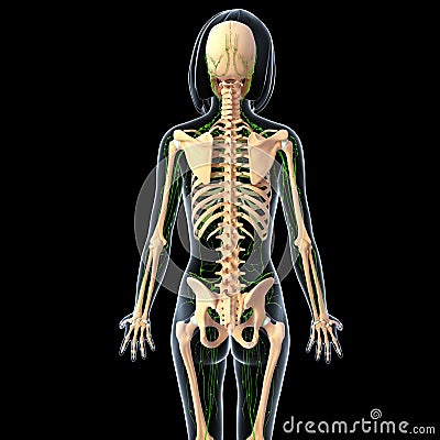 Lymphatic System Of Female Back Stock Photos - Image: 25932913