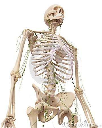 The Lymphatic System Royalty-Free Illustration | CartoonDealer.com ...