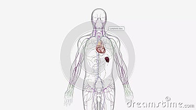 The Lymphatic System is Part of the Immune and Circulatory Systems ...