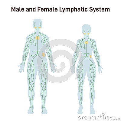 Lymphatic System Of Woman And Man. Structure Of A Human Lymph Node ...