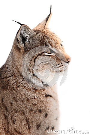 One Linx looking stock image. Image of spotted, kitty, lynx - 596283
