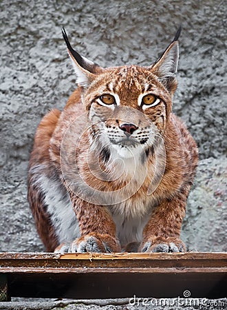 One Linx looking stock image. Image of spotted, kitty, lynx - 596283